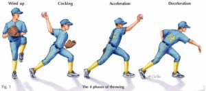 Biomechanics of Throwing | | Shoulder Anatomy | Shoulder Surgeon in ...