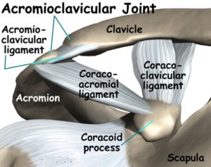 AC (Acromio-Clavicular) Joint Disruption | AC Joint Injury ...